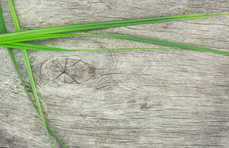 Green Grass on the Old Wood Stock Image - Image of obsolete, ecology ...