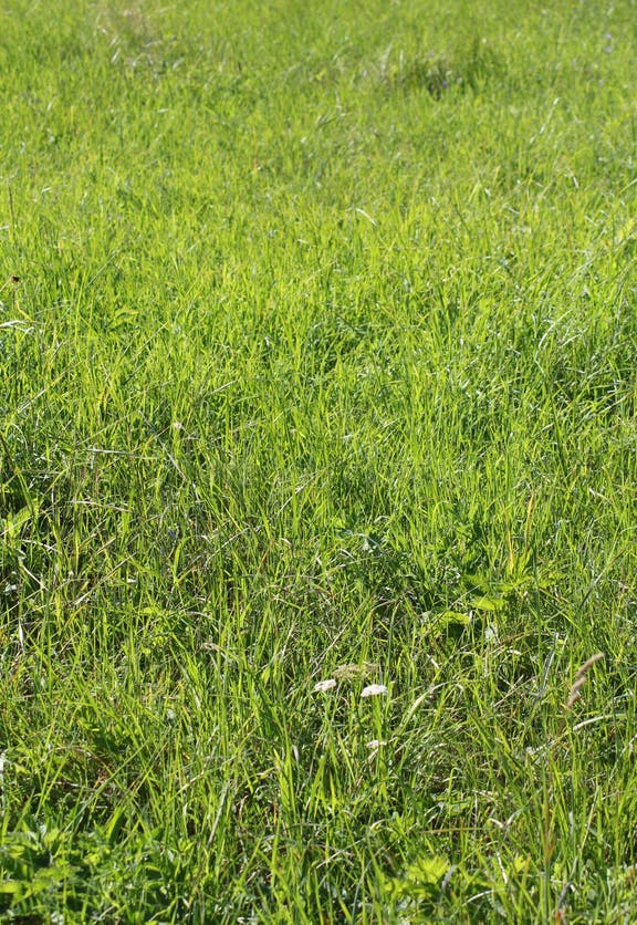 Green grass one stock photo. Image of plain, fresh, scene - 191646178