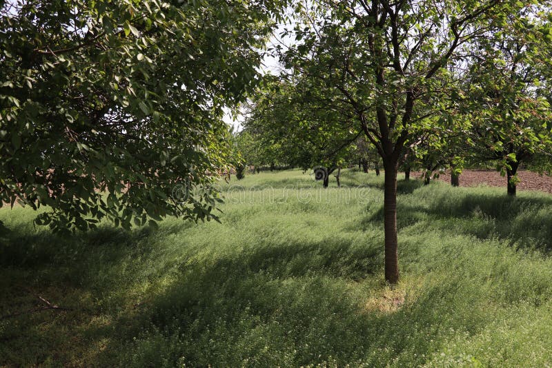 Green Grass in the Orchard Under the Tree Stock Image - Image of shrub ...