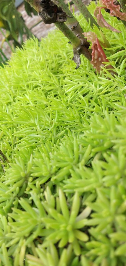 Green Grass Out the Backyard Land Stock Image - Image of backyard ...