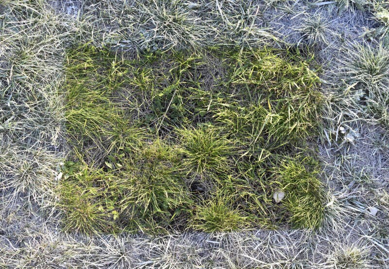 Green Grass and a Painted Square. Green Grass Painted White Stock Image ...