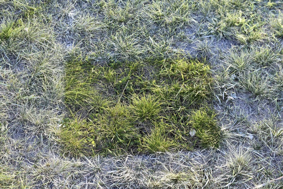 Green Grass and a Painted Square. Green Grass Painted White Stock Image ...