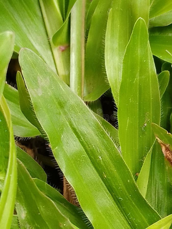 Green Grass in the Park when Zoomed Stock Image - Image of grass, park ...