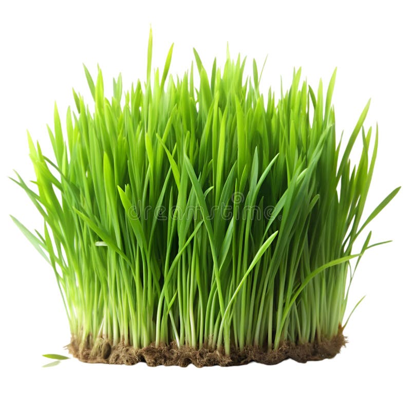Green Grass Patch on White Background Stock Illustration - Illustration ...