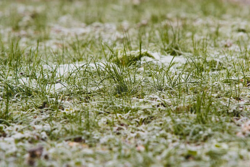 Green Grass with Patches of Snow Stock Photo - Image of landscape ...