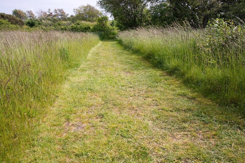 Green grass path stock image. Image of land, journey - 55830327
