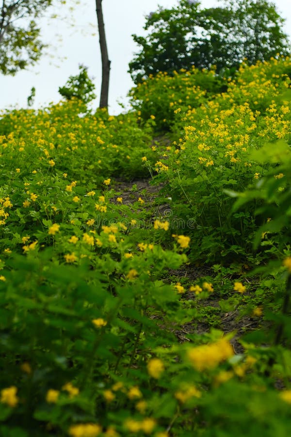 Green Grass with Path Lane. Park with Blooming Flowers and Grass Stock ...