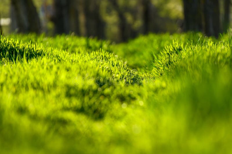 Green Grass and a Path through a Lawn in the Forest, Sunlight, Bright ...