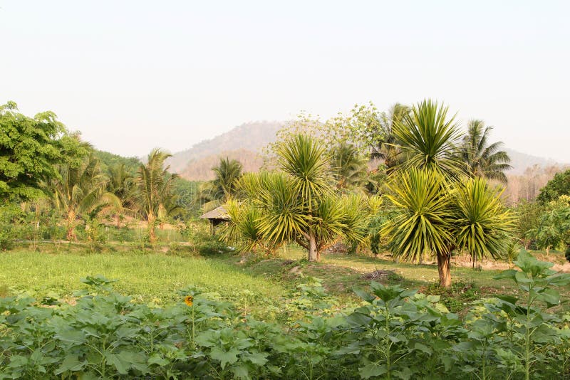 The Green Grass Path between Plant Tree. Stock Photo - Image of ...