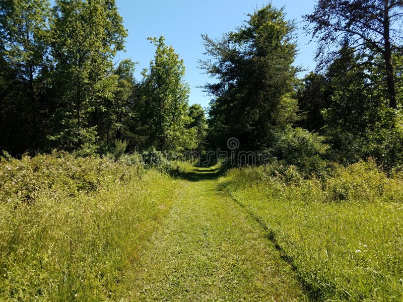 Green Grass and Path or Trail and Trees Stock Photo - Image of green ...
