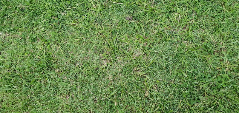 Green grass pattern stock photo. Image of herb, soil - 238483624