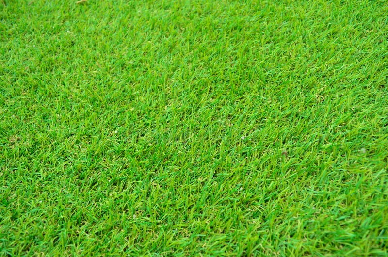 Green Grass Pattern stock image. Image of textured, pattern - 25786029