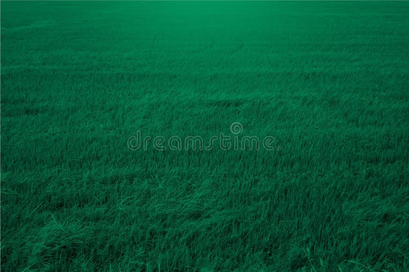 Green grass pattern stock image. Image of greenery, abstract - 273827717