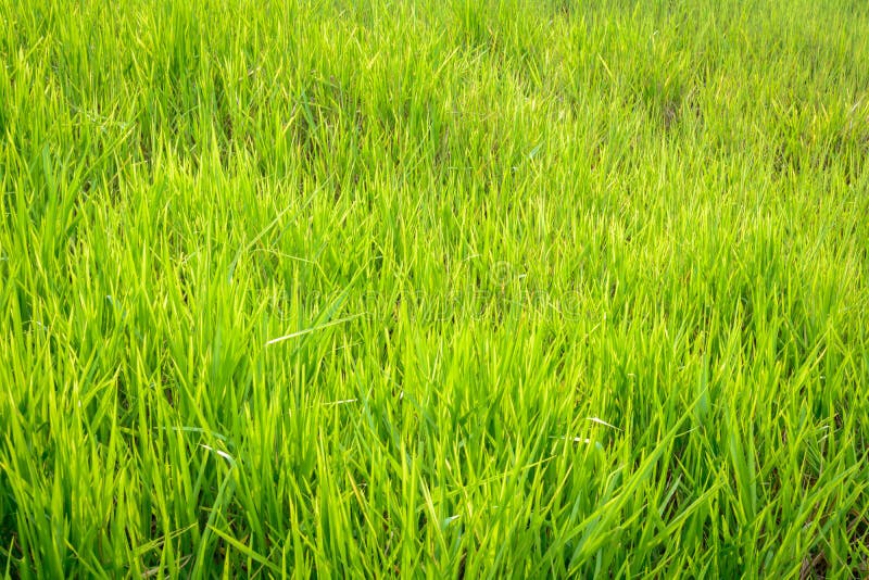 Green Grass Pattern Background and Abstract Stock Image - Image of ...