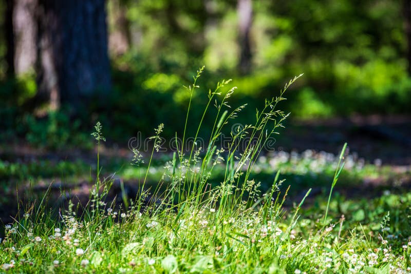 530 Weed No Background Photos - Free & Royalty-Free Stock Photos from ...