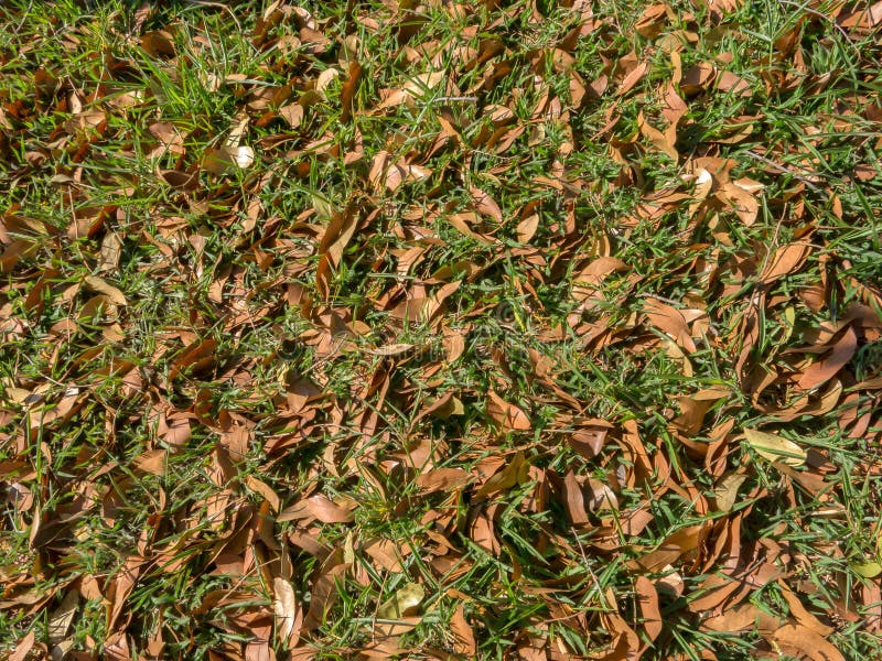Green Grass Pattern with Dry Leaves Stock Image - Image of ground ...