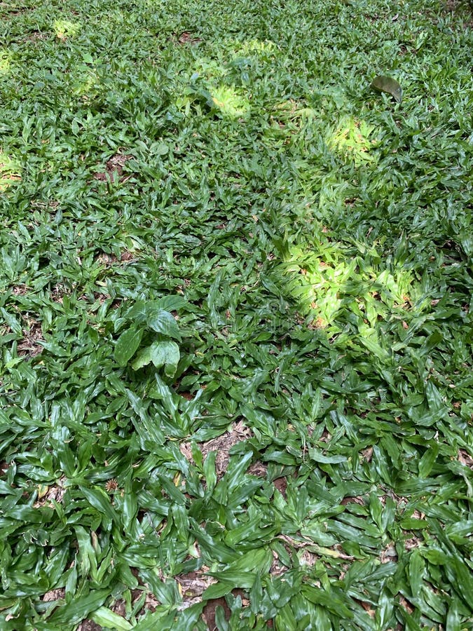 Green Grass Pattern Floor in the Park Stock Image - Image of produce ...