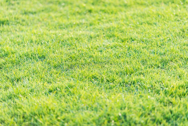 Green Grass Pattern from Golf Course at Sunset Tim Stock Image - Image ...