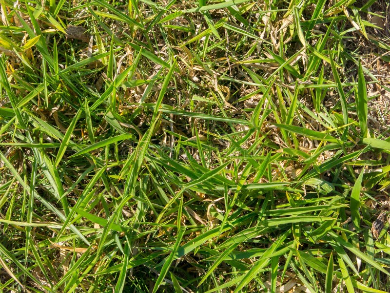 Green Grass Pattern in Sunlight Stock Image - Image of grass, colors ...