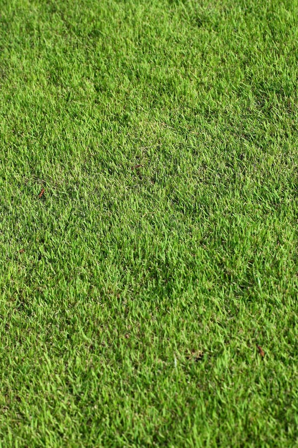 Green Grass Pattern Texture Background Stock Photo - Image of closeup ...