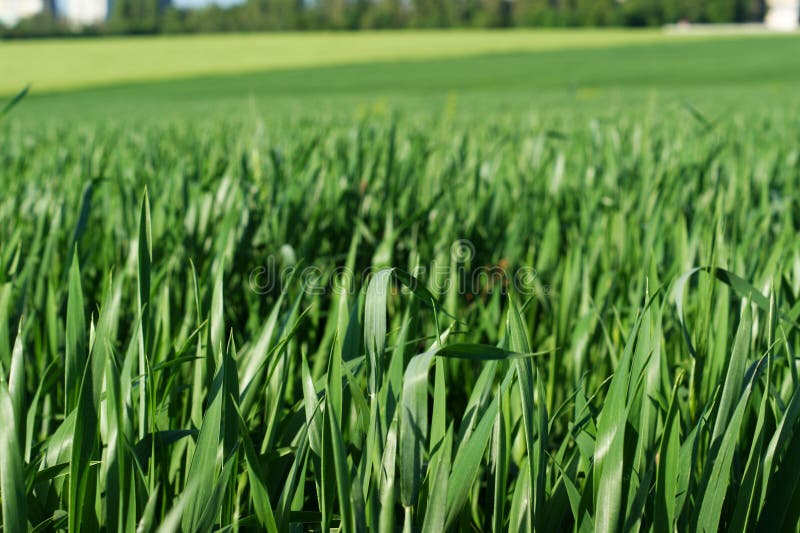 Green Grass Pattern and Texture for Background Stock Photo - Image of ...