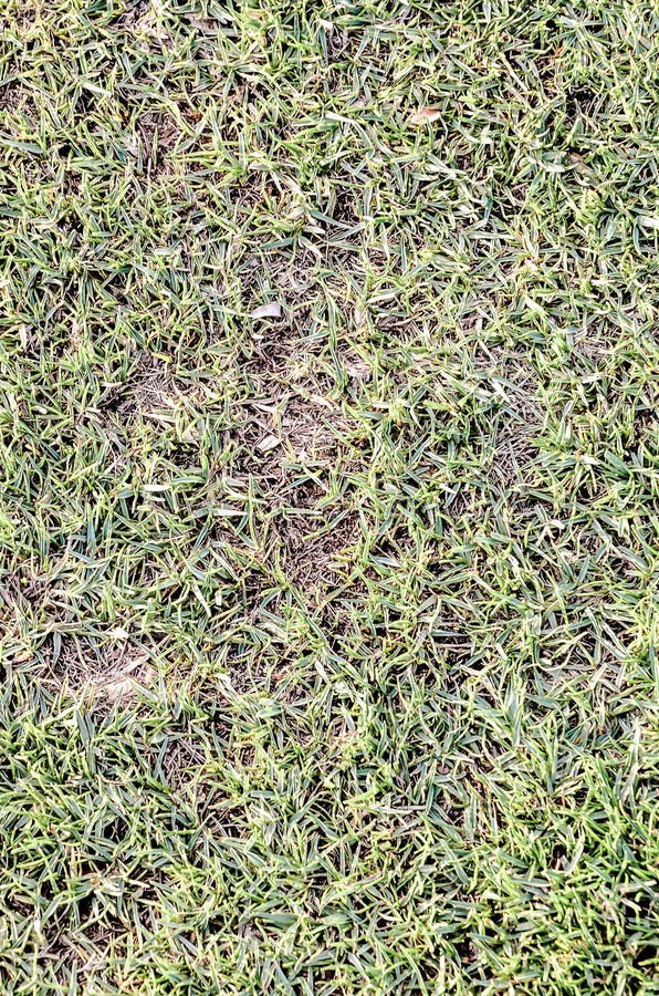 Green Grass Pattern Texture Background Stock Photo - Image of texture ...