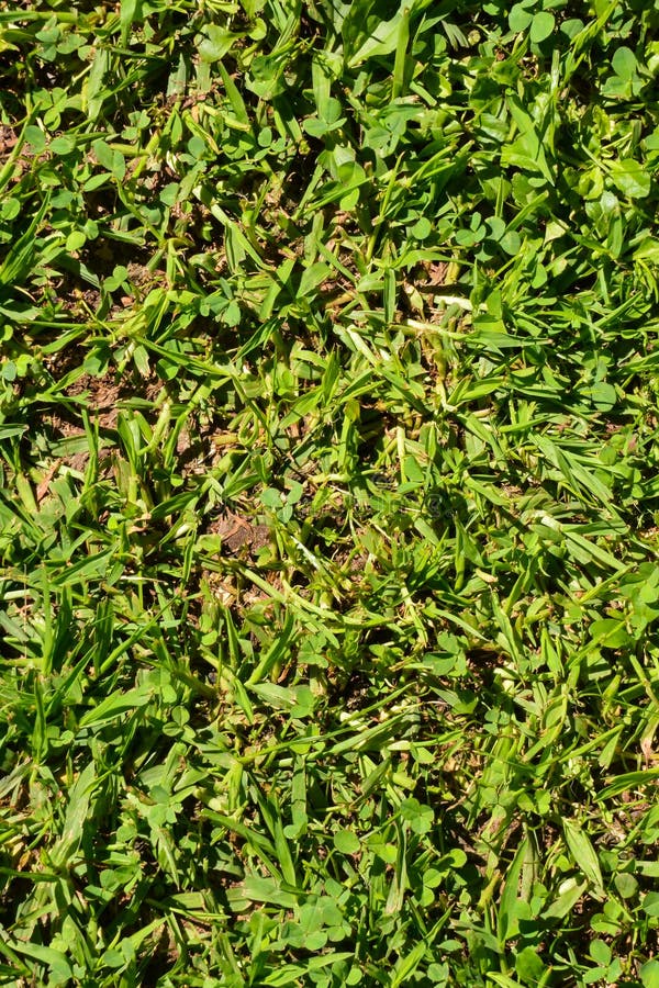 Green Grass Pattern Texture Stock Image - Image of lawn, natural: 173663421