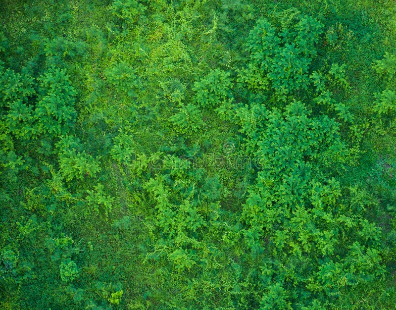 Green grass pattern stock image. Image of lush, fresh - 189543121