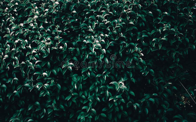 Green, Grass, Pattern, Tree Stock Image - Image of organism, tree ...