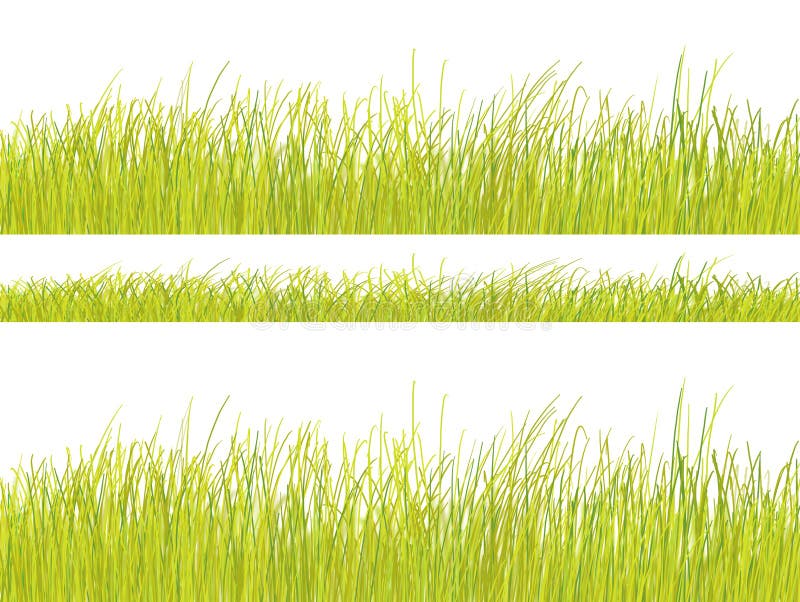 Green Grass Pattern on White Background Stock Illustration ...
