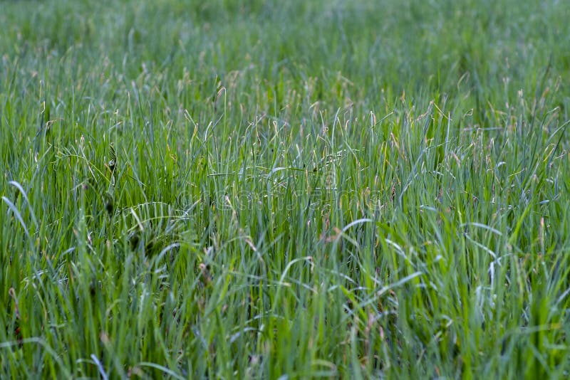 86,991 Grass Perspective Photos - Free & Royalty-Free Stock Photos from ...