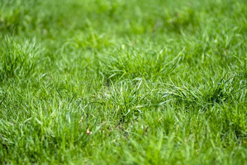 86,991 Grass Perspective Photos - Free & Royalty-Free Stock Photos from ...