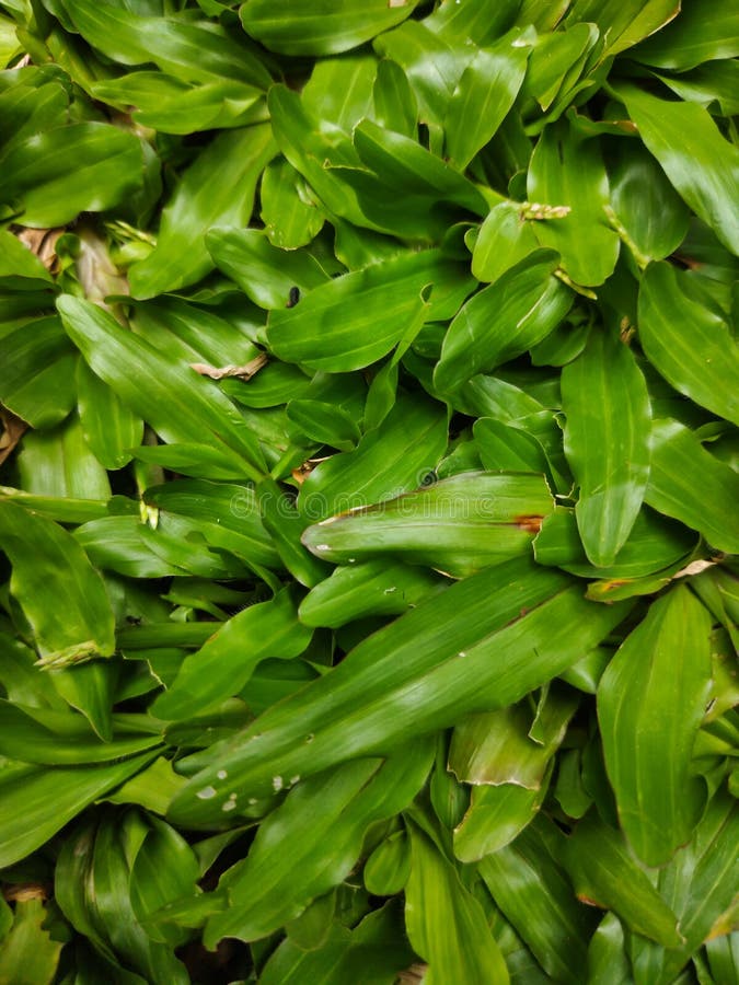 Green Grass in the Photo from Close Range Stock Photo - Image of range ...