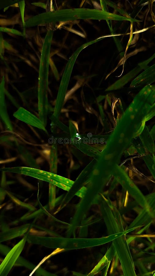 Green Grass Photographed from Close Range Stock Image - Image of grass ...