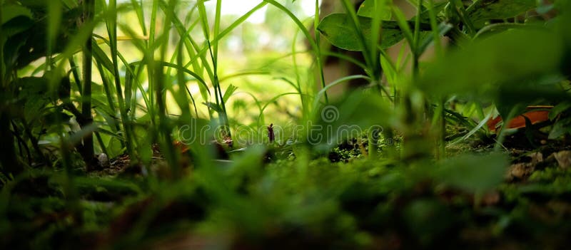 The Green Grass is Photographed Using an Android Macro Lens Stock Image ...