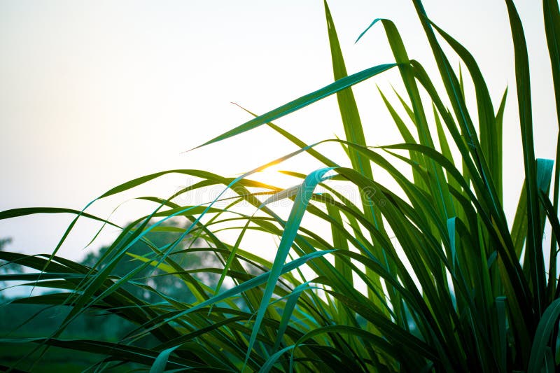 Green Grass Photography Background Wallpaper Stock Image - Image of ...
