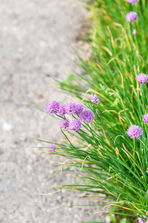 Green Grass and Pink Flowers on Side of Road Stock Photo - Image of ...
