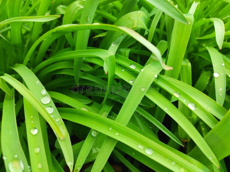 Green grass plant stock photo. Image of vegetable, flower - 246789906