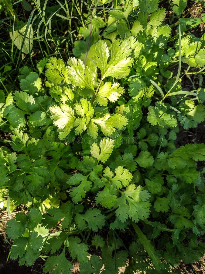 Green Grass Plant Garden Outdoor Image Stock Image - Image of plant ...