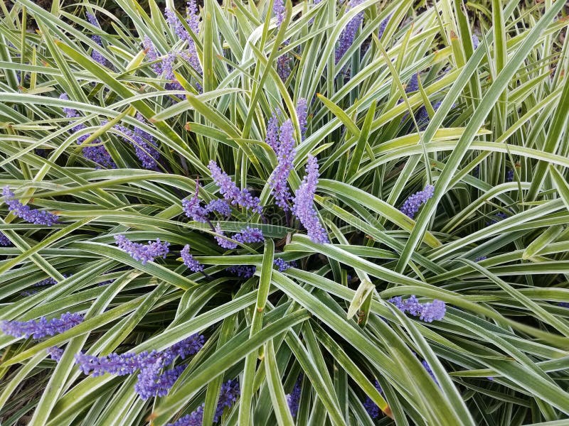 Green Grass Plant with Purple Flowers Blooming Stock Image - Image of ...