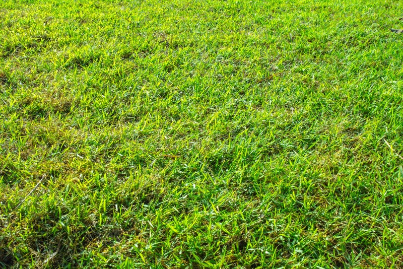 Greengrass that is Planted Completely Sunlight Stock Image - Image of ...