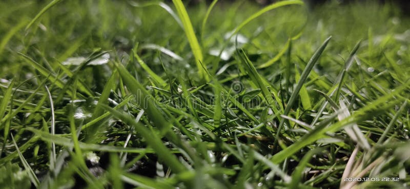 Green grass plants fields stock photo. Image of fields - 221264008