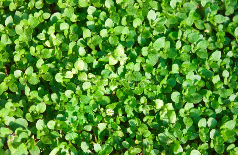 Green Grass, Plants. the Minimal Natural Concept Stock Image - Image of ...