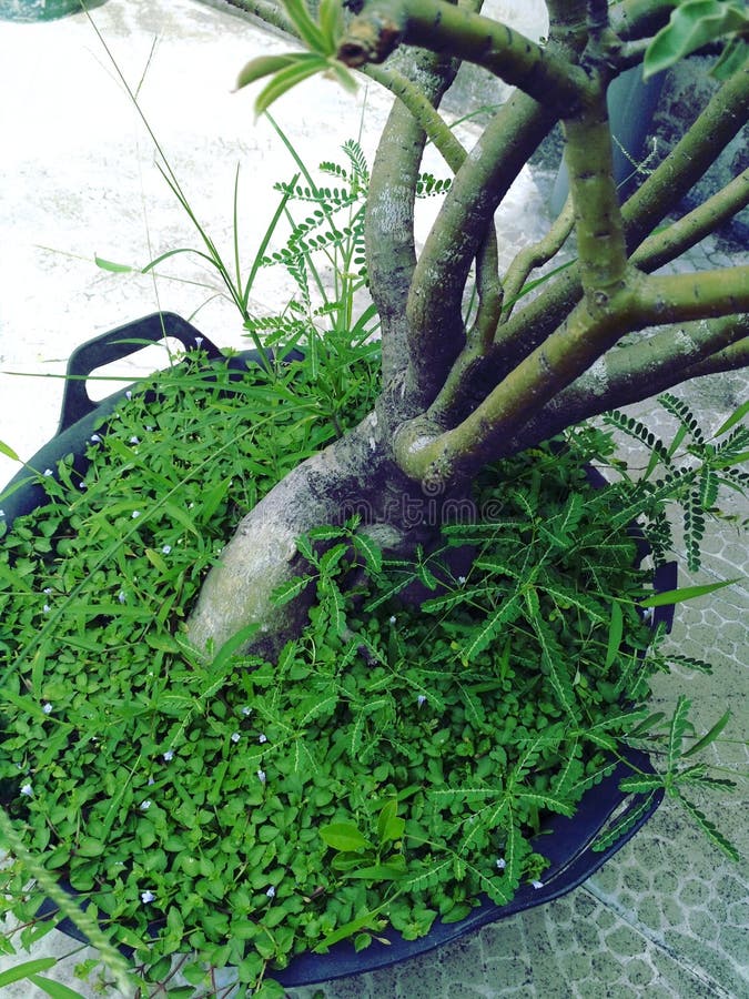 Green grass plants stock image. Image of grass, plants - 95886339