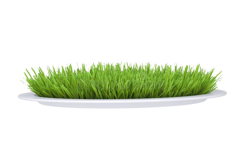 Fresh New Green Grass In White Plate Stock Image - Image of green ...