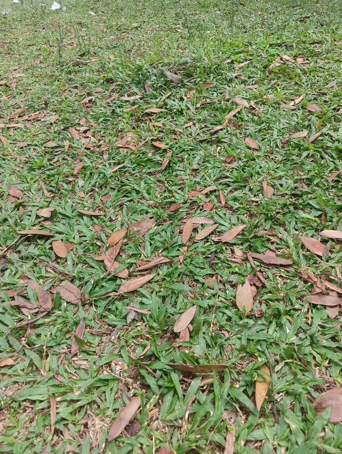 Green Grass on the Playing Field Stock Image - Image of objects ...