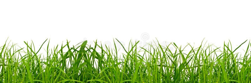 A Green Grass on a Png Background Stock Photo - Image of nature, land ...