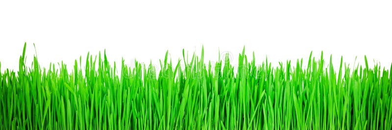 Grass Field Png