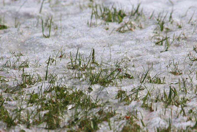 Green Grass Coming Up through a Thin Layer of Ice after a Spring Ice ...