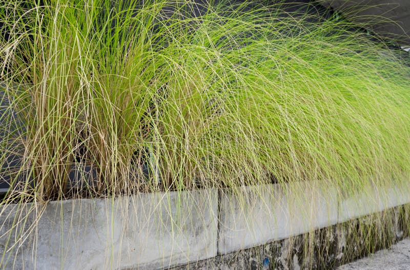 Green Grass in Pot for Decorate Building Stock Image - Image of rush ...